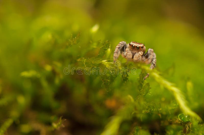 Evarcha - Jumping spider stock photo. Image of macro - 34068750