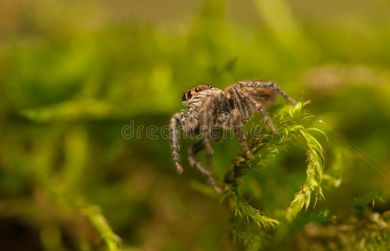Evarcha - Jumping spider stock image. Image of poison - 34069109