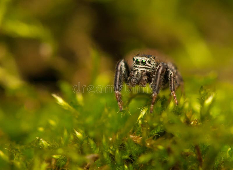 Evarcha - Jumping spider stock image. Image of detail - 34069413