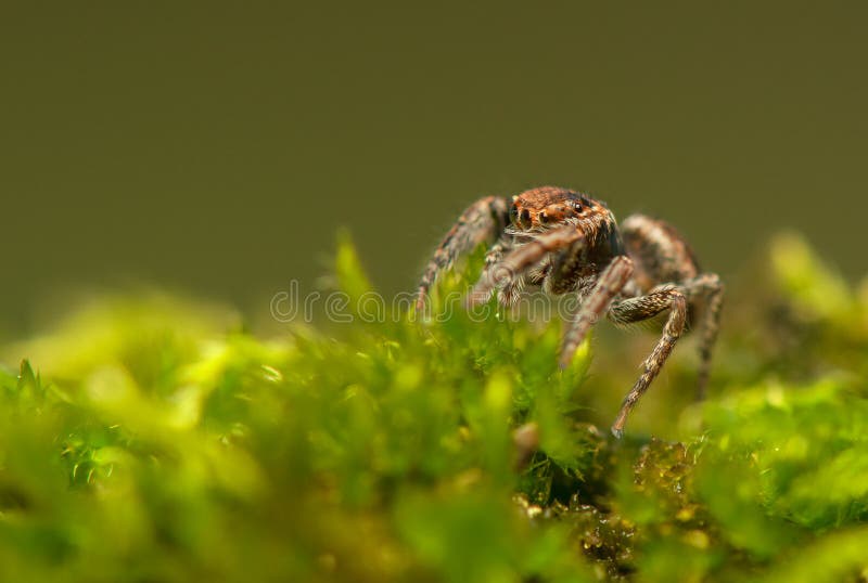 Evarcha - Jumping spider stock photo. Image of closeup - 34079272