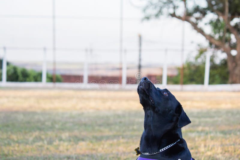 397 Normal Animals Stock Photos - Free & Royalty-Free Stock Photos from ...