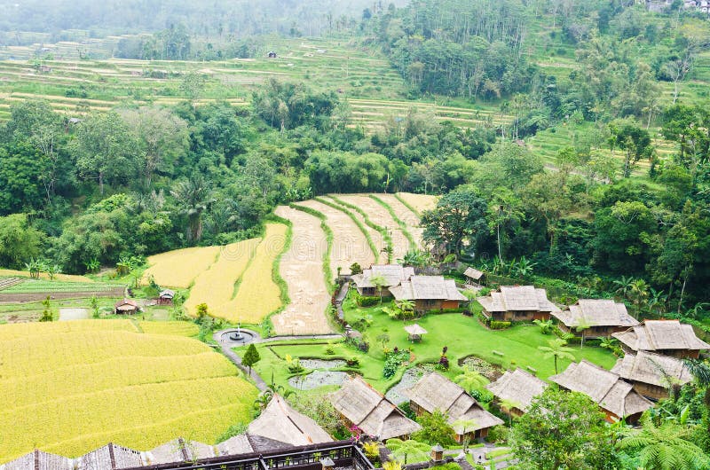 Even Built Irrigated Rice Fields and Resort Stock Image - Image of ...