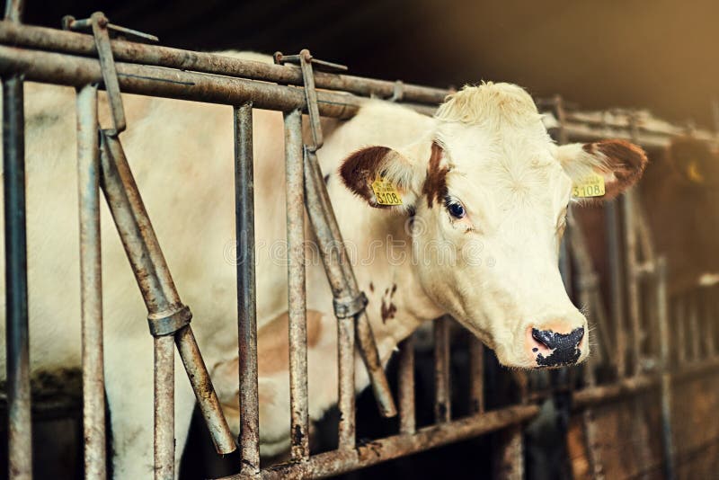 Even Cows Need a Little Alone Time. a White Cow Standing Inside a Pen ...