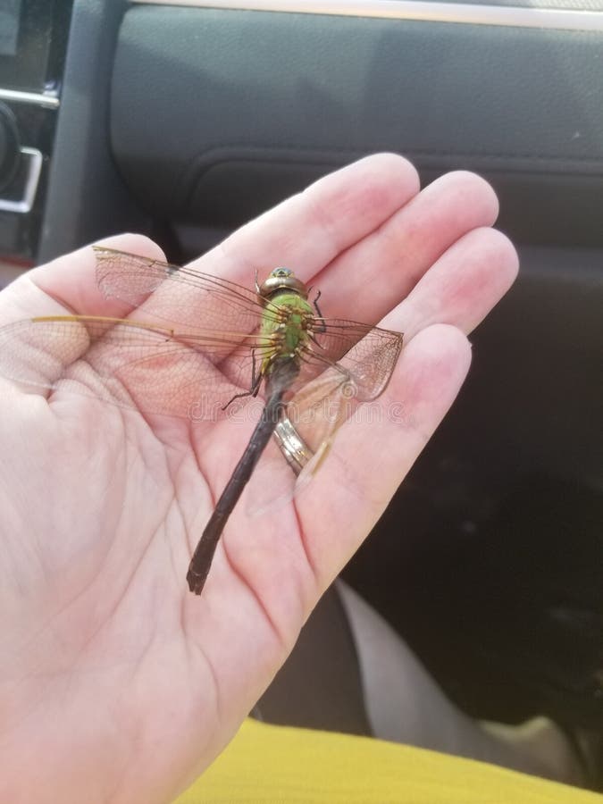 Even in Death Dragonflies are Still Beautiful. Stock Photo - Image of ...