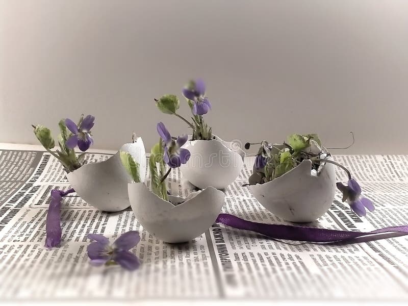 Even Eggs Bloom in Spring. Violets in Their Shells Stock Image - Image ...