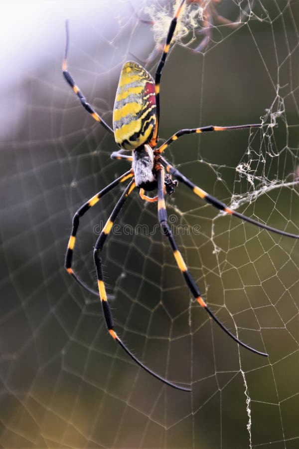Spider stock image. Image of environment, insects, colorful - 101068131