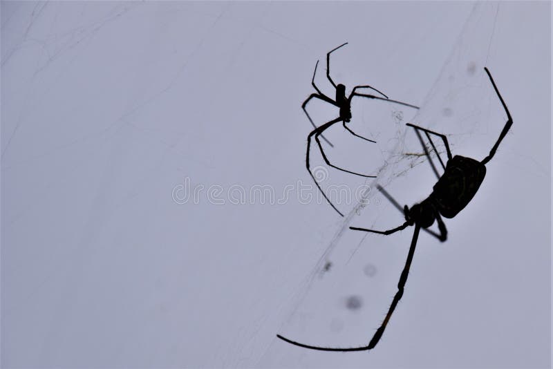 Spider stock image. Image of biological, observe, collector - 101068415