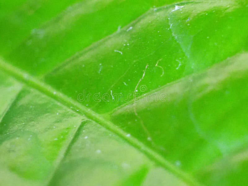 Even a Leaf Can Score with Its Beauty Stock Image - Image of herb ...