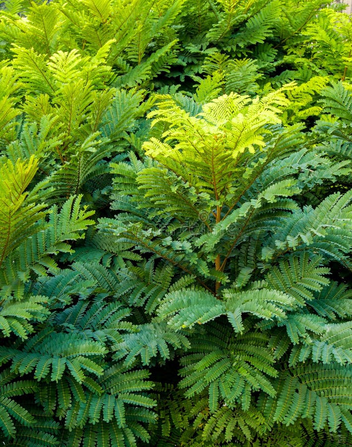 Pinnately Compound Leaves Of Black Locust Stock Photo - Image of ...