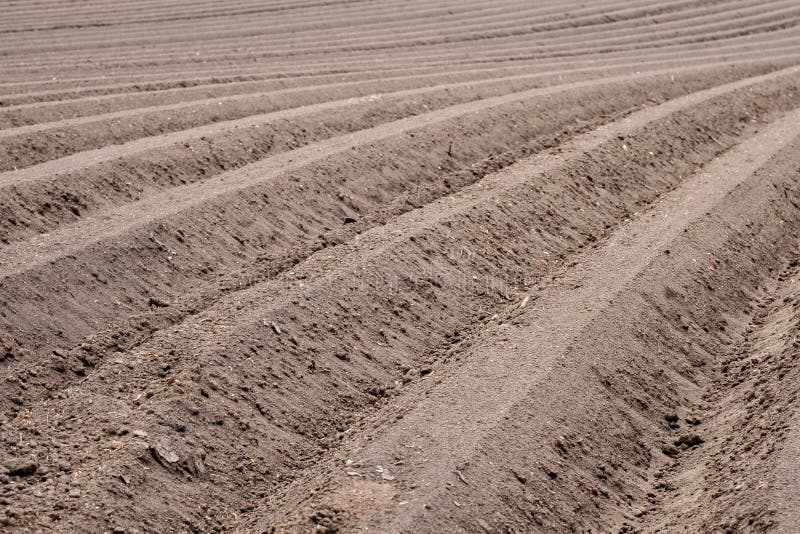 Even and Regular Rows of Soil in the Field with Planted Potatoes, There ...