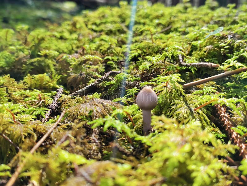 Small Mushroom in the Undergrowth Stock Image - Image of protagonist ...