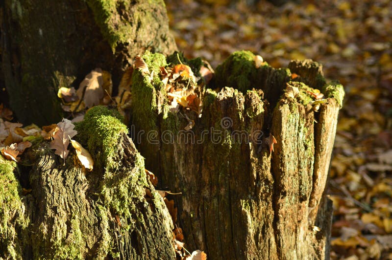 Old remains of trees stock photo. Image of interesting - 172579496