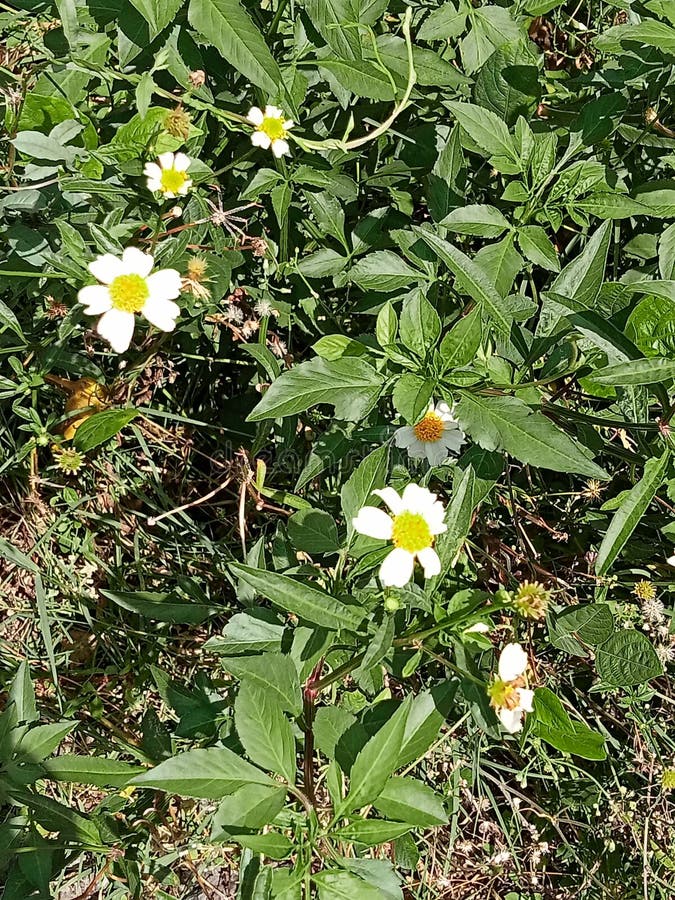 Even Though it Grows Wild, the Flower is Quite Beautiful. Stock Photo ...