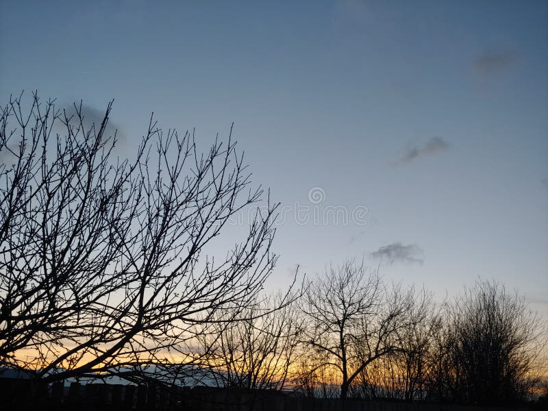 Evening April trees stock photo. Image of april, tree - 182556038