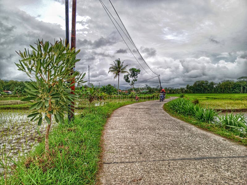 Evening Atmosphere of the Road with Rice Fields on Either Side ...