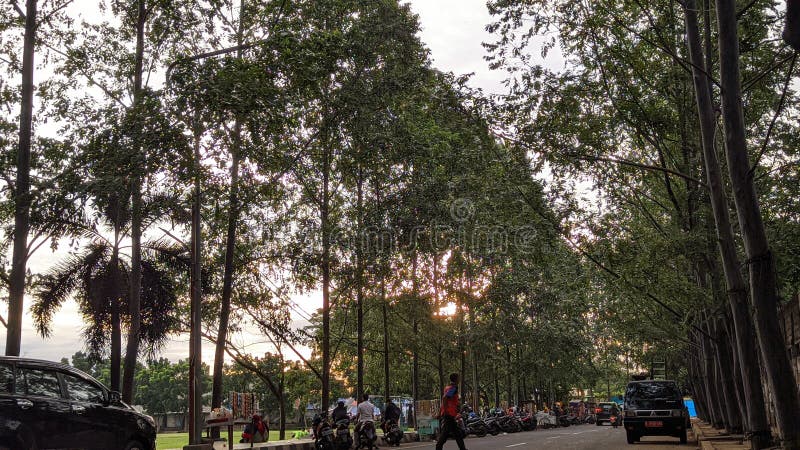 Evening Atmosphere on a Road with Tall Trees by Its Side Editorial ...