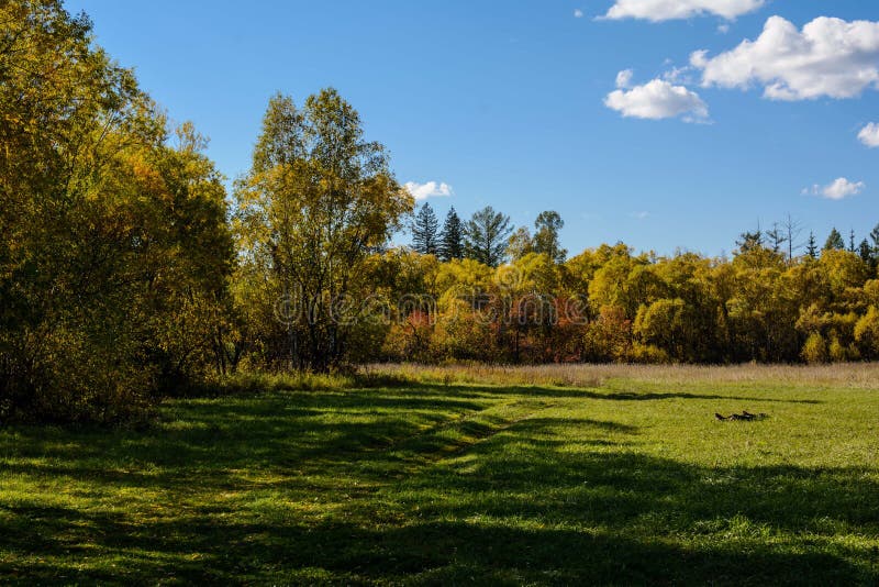 Evening in the Autumn Forest Stock Photo - Image of colour, green: 98442594