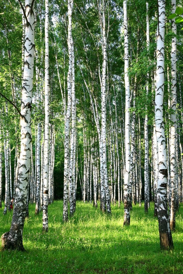 Evening Beautiful Birch Grove in Summer Stock Photo - Image of color ...