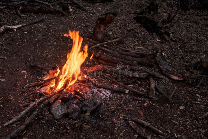 Beautiful Campfire in Forest Stock Photo - Image of flame, camp: 270649910