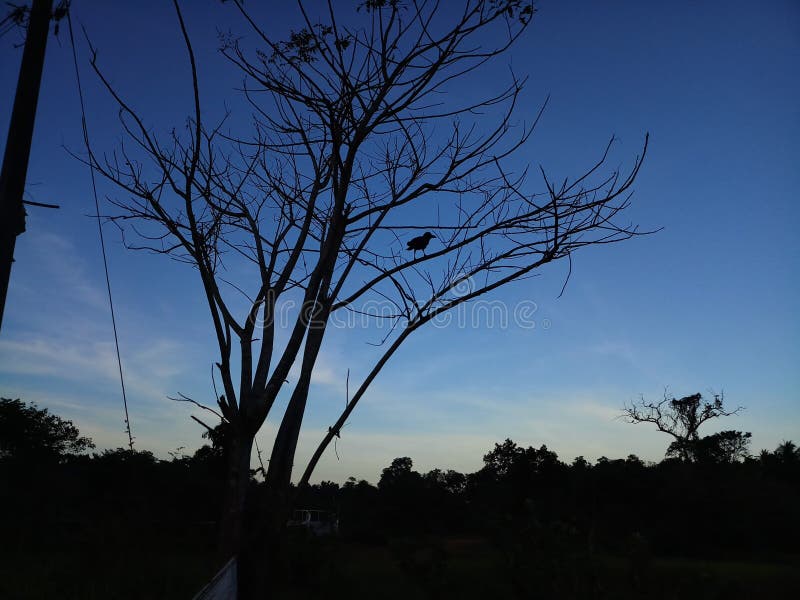 Tree stock image. Image of tree, capture, bird, evening - 111787401