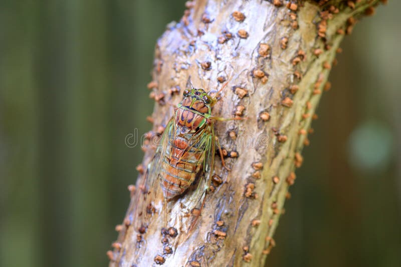 Evening cicada stock image. Image of asian, forest, asia - 75031083