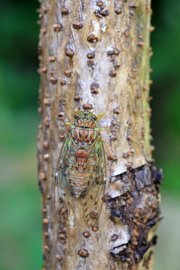 Evening cicada stock image. Image of asian, forest, asia - 75031083