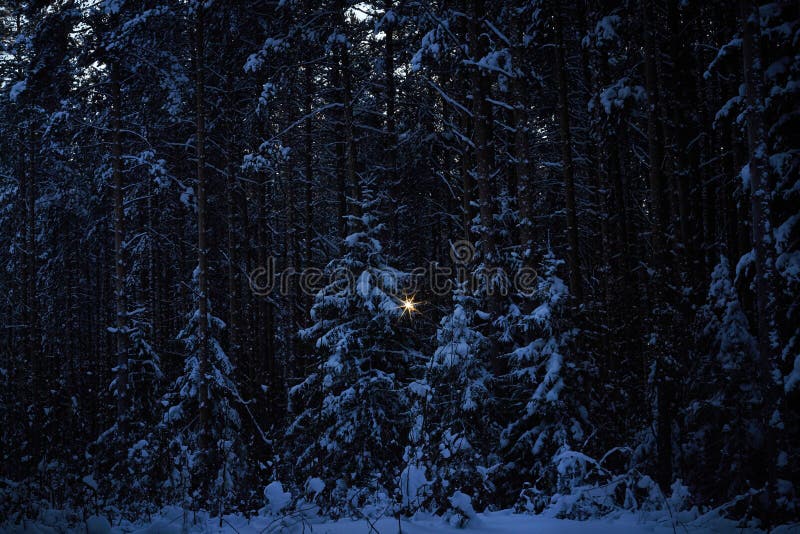 Evening in the Dark Forest, Christmas. Sun Rays in the Dark. New Year ...