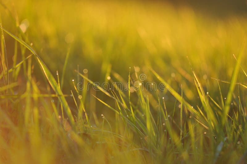 Evening dew stock image. Image of closeup, plant, environment - 94036751