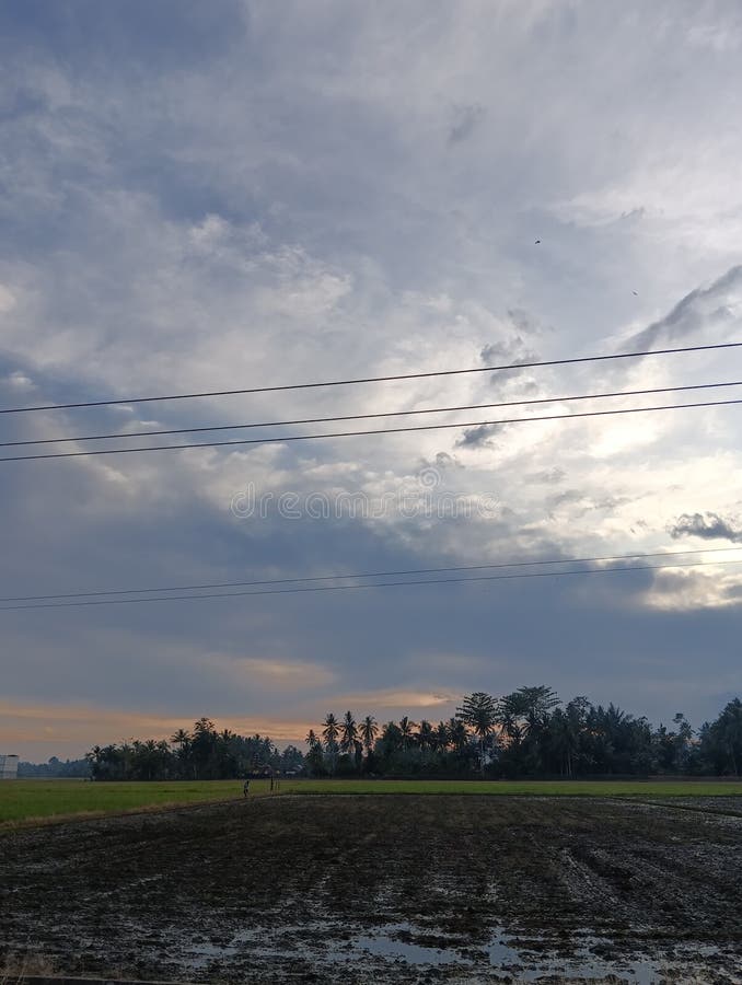Evening on the Edge of the Rice Fields Stock Photo - Image of nature ...