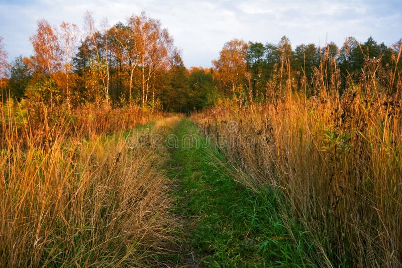 Evening in the field stock image. Image of botanical - 10898979