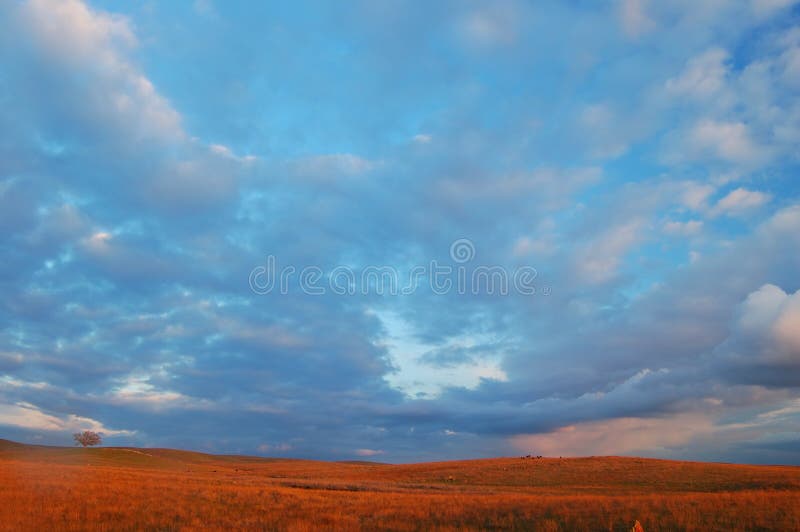 Evening field stock image. Image of rural, tree, grass - 643097