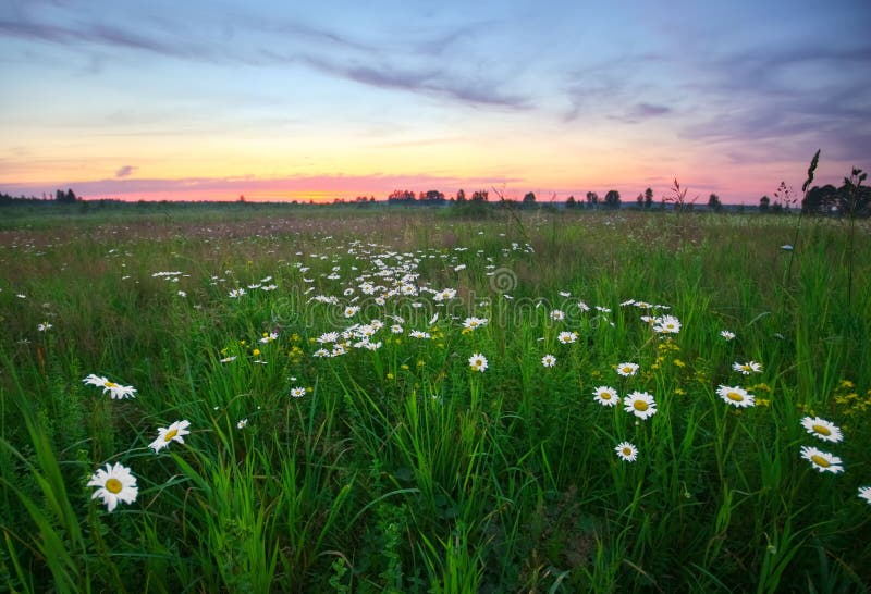 Evening in the field stock image. Image of closeup, camomiles - 9486683