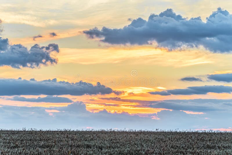 Evening Field with Ripe Grains Stock Photo - Image of plants, nutrition ...