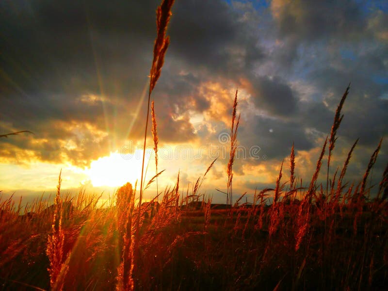 Evening field stock photo. Image of field, grass, evening - 89905180