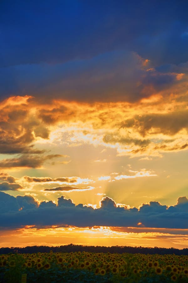 Evening on the field stock photo. Image of july, sunset - 254512836