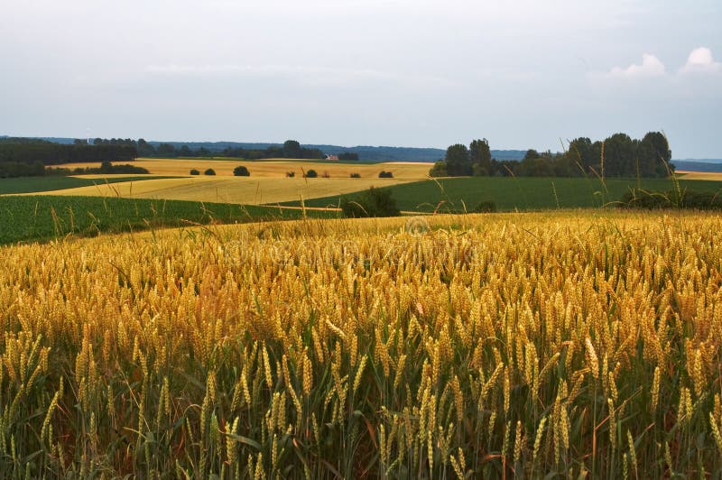 Evening fields stock photo. Image of landscape, natural - 2428222