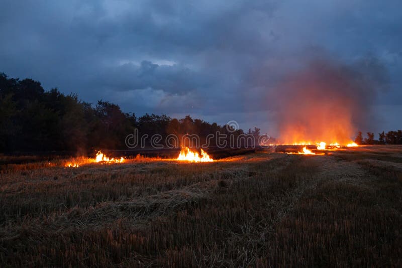 Evening Fire on a Field with Dry Grass. Dry Wheat Burns at Night Stock ...