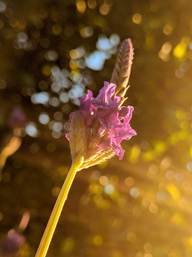 Evening Flower stock image. Image of dusk, nature, evening - 117154353