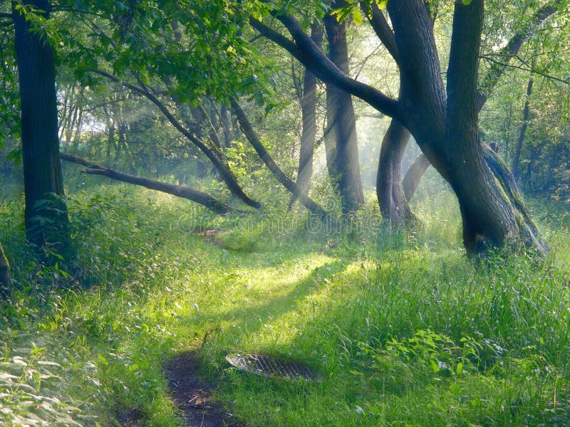 Spring Forest Path with Morning Sunbeams Stock Image - Image of dawn ...