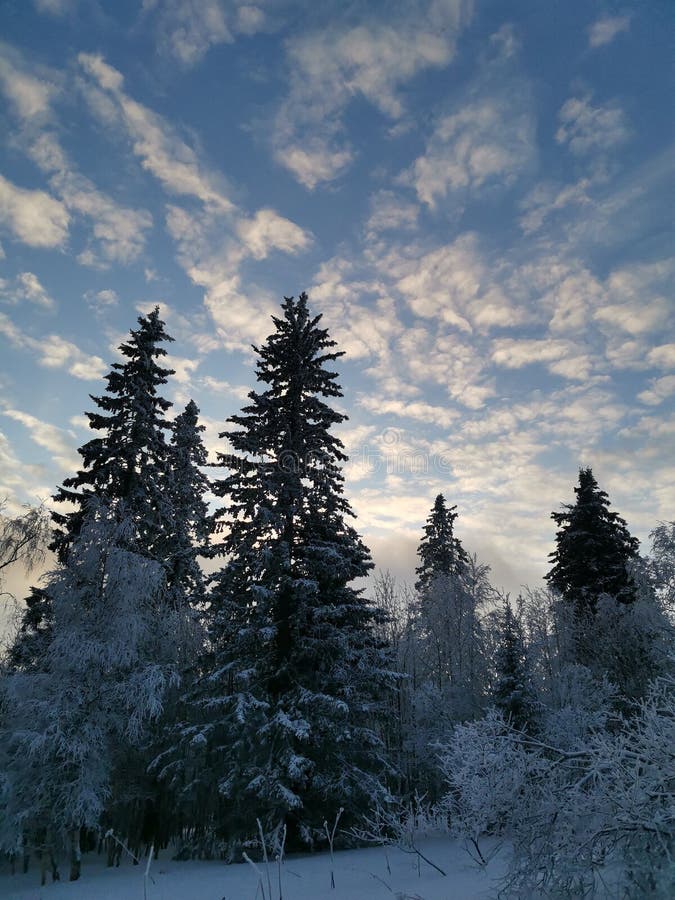 The evening in the forest stock image. Image of landscape - 168641063