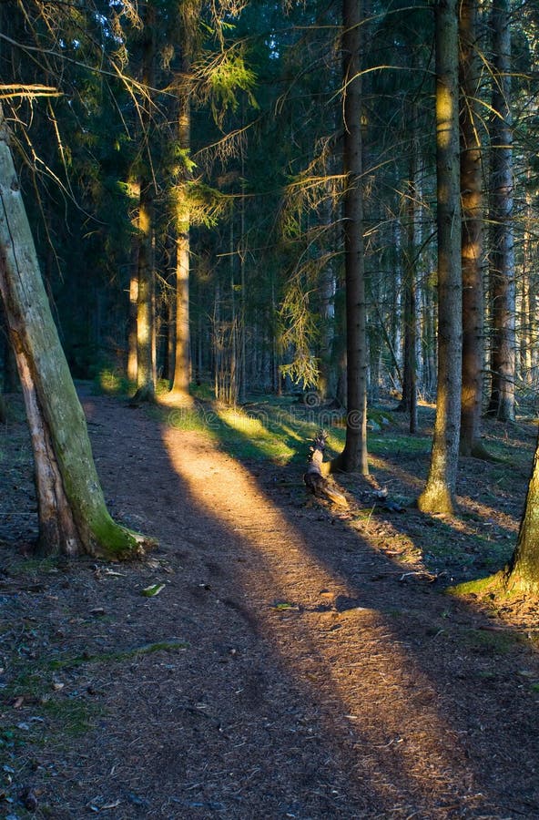 Forest in evening light stock photo. Image of trunk, dusk - 50761908