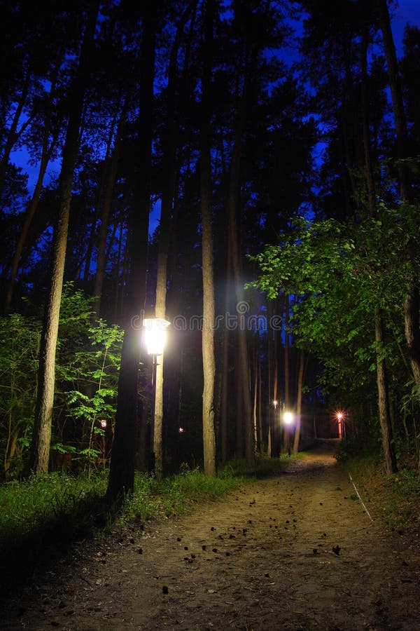 Evening forest stock photo. Image of illumination, dark - 115044050