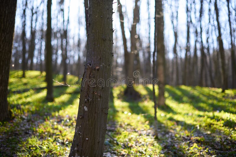 Evening Forest March Landscape. the Concept of Travel Stock Image ...