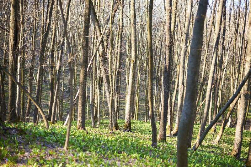 Evening Forest March Landscape. the Concept of Travel Stock Photo ...