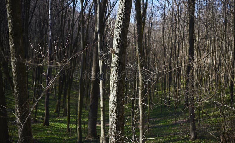 Evening Forest March Landscape. the Concept of Travel Stock Image ...