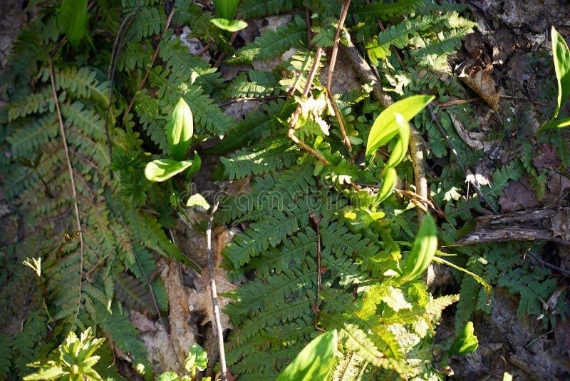 Evening Forest March Landscape. the Concept of Travel Stock Photo ...