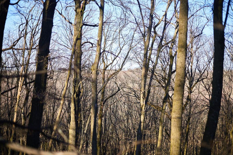 Evening Forest March Landscape. the Concept of Travel Stock Image ...