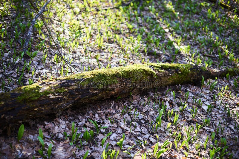 Evening Forest March Landscape. the Concept of Travel Stock Image ...