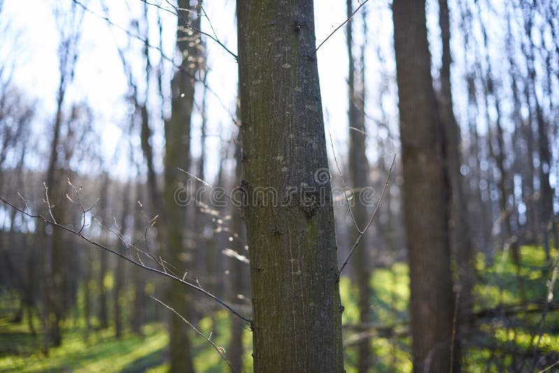 Evening Forest March Landscape. the Concept of Travel Stock Image ...