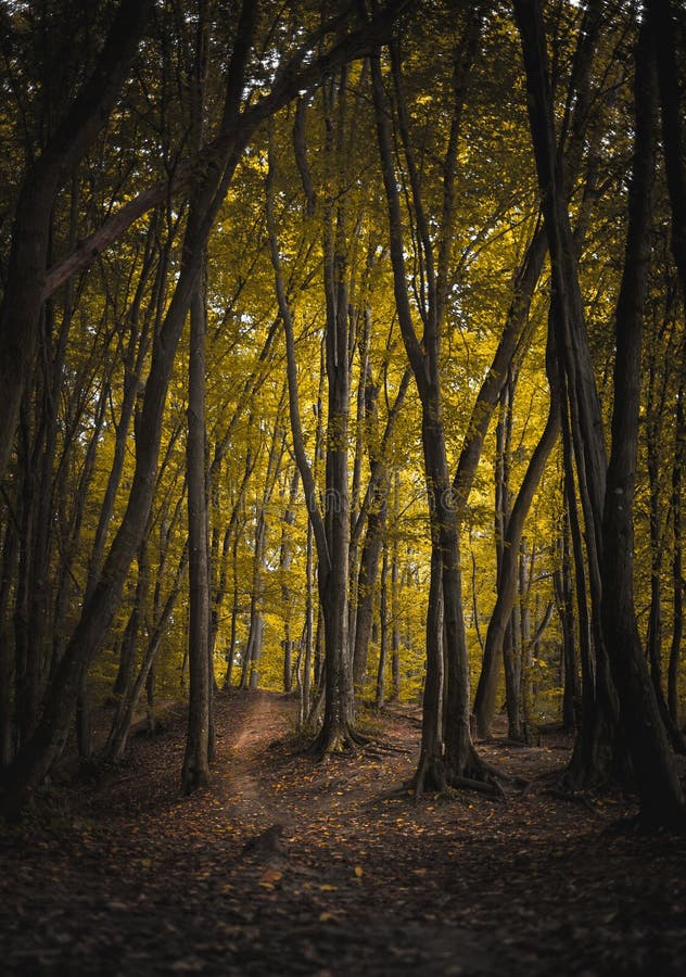 Evening forest path. stock photo. Image of travel, leaves - 230820726